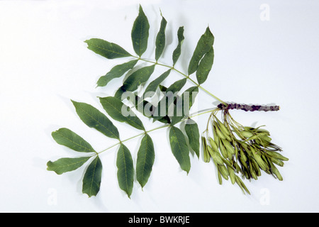 Samen oder Früchte einer Esche, Fraxinus Excelsior, bekannt als ...