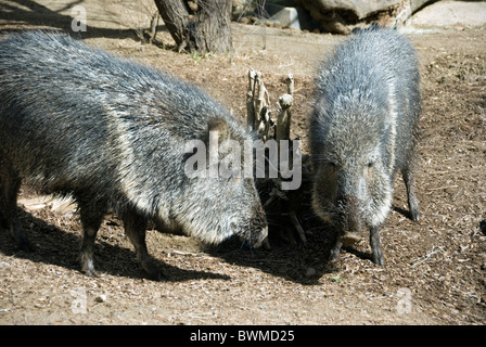 Chaco Peccary Catagonus Wagneri Schwein Tier Stockfotografie - Alamy
