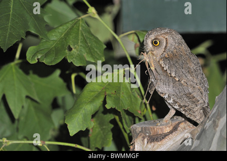 Eurasischen Zwergohreule Eule Beute (große grüne Bush-Cricket) bringen ...