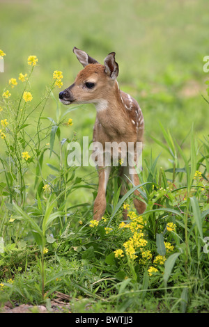 Jungtier - junges Reh Rehe Pflanzenfresser Pflanzenfresser "Virginia ...