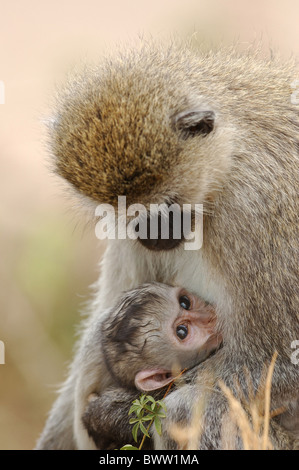 Grivet Affe, Affe Savanne, Green Monkey, Vervet Affen (grüne Aethiops ...