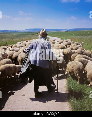 Deutschland, Franken, Schäfer, Schafherde, Bereich Landschaft, Europa ...