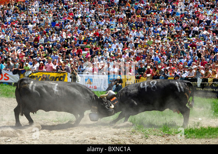 Kampf der Königinnen, Schweizer Kuhkämpfe, Kuh Kampfarena Aproz, Wallis, Schweiz Stockfotografie ...