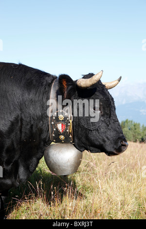 Eine kämpfende Kuh der Eringer Rasse auf die Alpage de Tracuit über ...