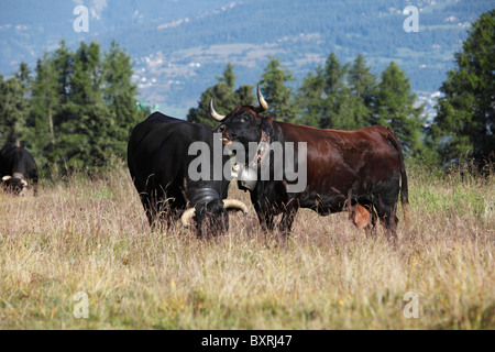 Eine kämpfende Kuh der Eringer Rasse auf die Alpage de Tracuit über ...