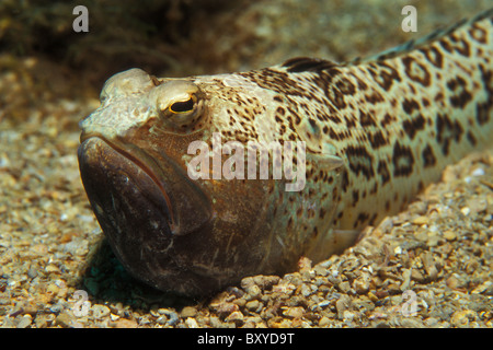 Größere Fische Petermännchen (Trachinus Draco Stockfoto, Bild: 68612233 ...