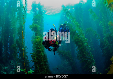Scuba Diver in Seetang Wald Stockfotografie - Alamy