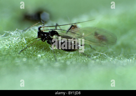 Chrysantheme Blattlaus (Macrosiphoniella Sanborni) Gruppe auf einer ...