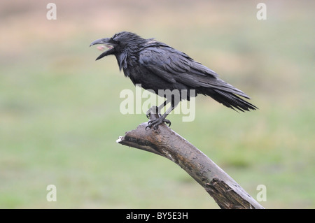 Rabe ruht auf einem Ast Stockfoto, Bild: 33976570 - Alamy