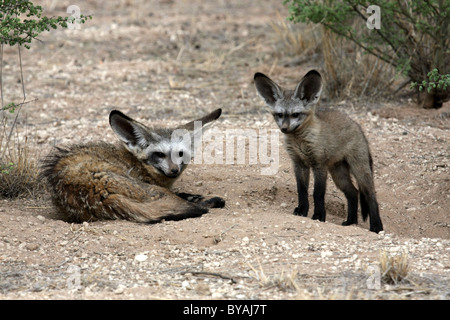 Flederohr-Fuchs Namibia, Flederohr-Füchse (Otocyon megalotis ...
