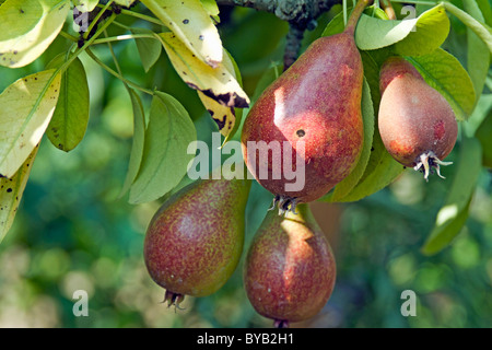 Birnen wachsen auf einem Birnbaum, Herbst, Obstgarten Stockfoto, Bild ...