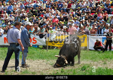 Eringer Kampf Kuh in einem Kuhkämpfe Arena, Wallis, Schweiz, Europa Stockfotografie - Alamy