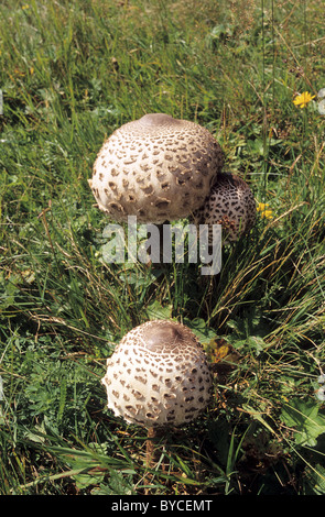 Der Parasol Pilz Bedla Vysoka Macrolepiota procera Stockfotografie - Alamy