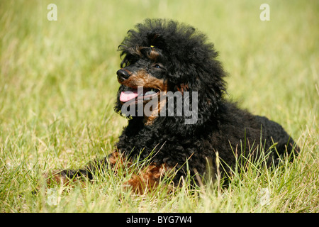 Pudel Hund / Pudel / Caniche standard Grande Riese zwei Erwachsene ...