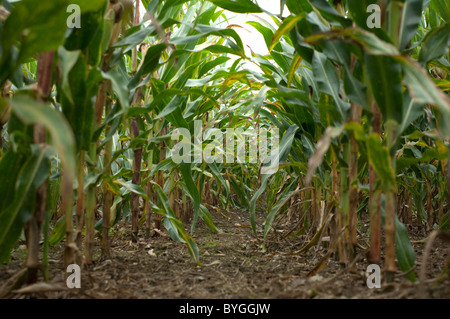 Mais Mais Feld Nutzpflanzen Feld Landwirtschaft Lebensmittel Ernährung ...
