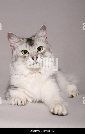 Liegende Somali / Somali liegend Stockfotografie - Alamy