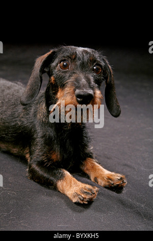Hund Dackel / Dackel / Teckel Welpen und Erwachsene verschiedene Haare ...