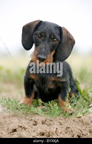 Hund Dackel / Dackel / Teckel rauhaar (Merle Harlekin) Erwachsenen ...