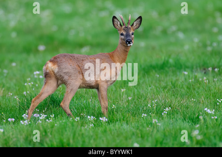Europäische Rehe (Capreolus Capreolus) weiblich Essen Blätter vom Baum ...