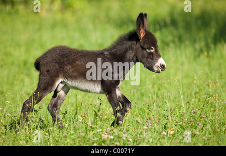 Ein junger Esel Fohlen Stockfotografie - Alamy
