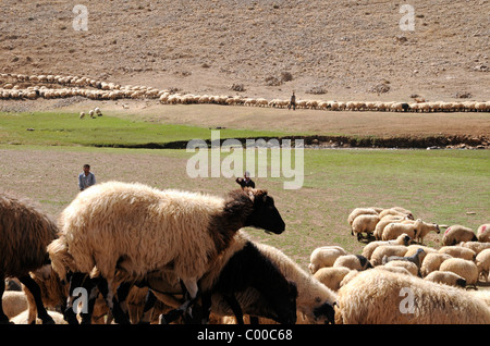 Nomadische kurdische Hirten und ihre Herde anatolischer Schafe weiden ...