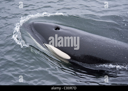 Der Killerwal, der Orcinus Orca, ist ein gezahnter Wal aus der Familie ...
