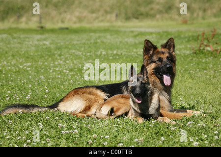 Belgische Malinois und Deutscher Schäferhund Welpen mix Stockfoto, Bild ...