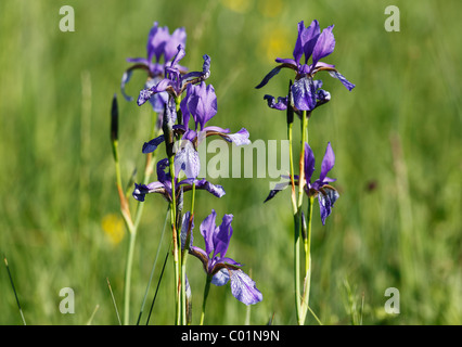Sibirische Schwertlilie Iris Sibirica Blühen In Eine Wiese