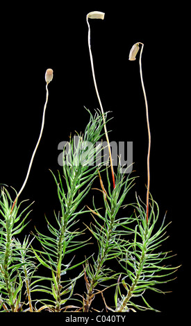 Laubmoose Haircap Moos Stockfotografie - Alamy
