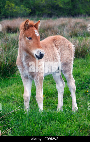 Fohlen, Islandpferd, Island Pony (Equus Przewalskii f. Caballus ...