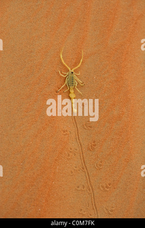 Ein hoch giftigen arabischen Skorpion, Apistobuthus Pterygocerus ...