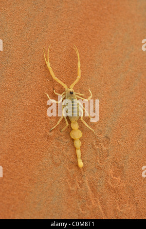 Ein hoch giftigen arabischen Skorpion, Apistobuthus Pterygocerus ...