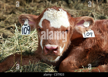 Das Gesicht von einer Kuh Kalb mit Nase und Augen am Streichelzoo ...
