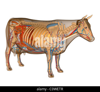 Anatomie der Kuh Organe Stockfotografie - Alamy