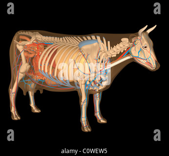 Anatomie der Kuh Verdauung Verdauung Magen Stockfotografie - Alamy