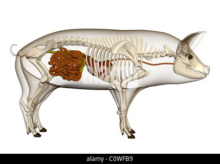 Schwein Anatomie Verdauung Magen Skelett durchsichtigen Körper ...