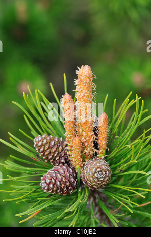 Bergkiefer, Kiefer, Pinus mugo Stockfotografie - Alamy