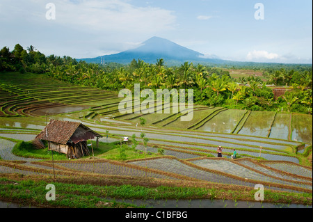 Im Belimbing sind Bali, Indonesien, Reis-Terrassen für den Anbau einer ...