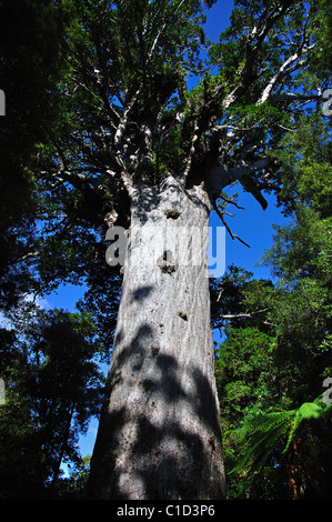 Tane Mahuta Baum, riesiger Kauri Baum, Waipoua Wald, Kauri Küste ...