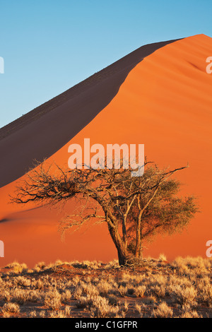 Blick auf rote Dünen in der Namib Wüste, in Sossusvlei, im Namib ...