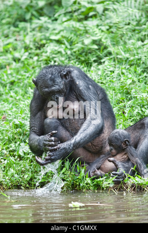 Schimpansen-Mutter und Baby Stockfotografie - Alamy