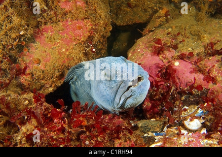 Atlantische Katfisch, Katfisch, Katze Fisch, Wels (Anarhichas Lupus ...