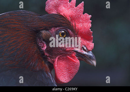 Nahaufnahme von Huhn Kopf vor weißem Hintergrund Stockfoto, Bild ...
