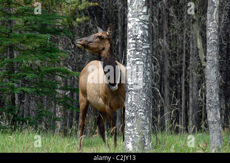 Weibliche Elche in Banff Alberta Kanada kanadischen Rockies kanadischen ...