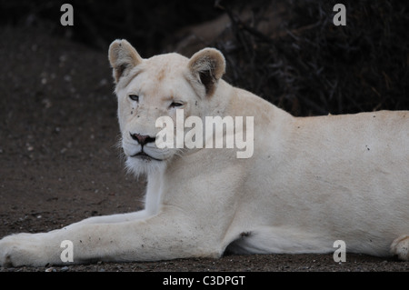 Weißer Löwe mit blauen Augen, wilden weißen Löwen, weibliche Löwen ...