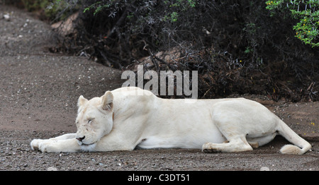 Weißer Löwe mit blauen Augen, wilden weißen Löwen, weibliche Löwen ...