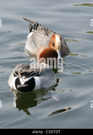 Eurasian Wigeon, Anas Penelope, Anatidae, Anseriformes. Zwei männliche ...