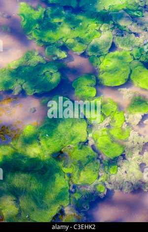 Grüne Algen See Stockfoto, Bild: 135597871 - Alamy