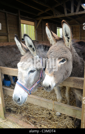 Zwei Esel im Stall Stockfotografie - Alamy