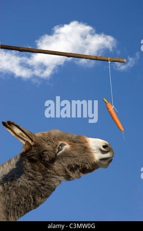 Esel und Karotte Stockfotografie - Alamy